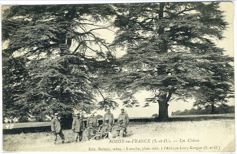 1. Le grand cèdre • Grand Roissy Tourisme